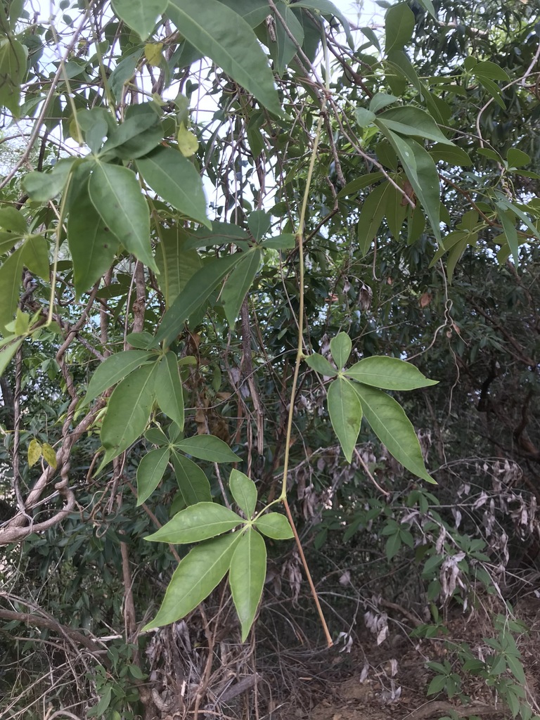 Pepper Vine from Whitsundays QLD 4802, Australia on August 26, 2021 at ...