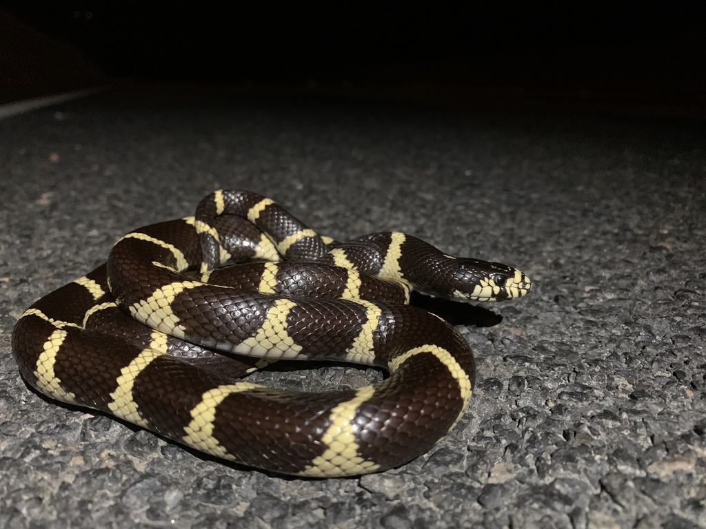 California King Snake from S Patterson Pass Rd, Tracy, CA, US on August ...