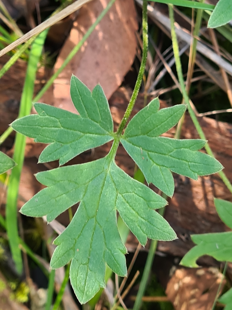 Australian Buttercup (Ranunculus lappaceus) - Botanical Realm