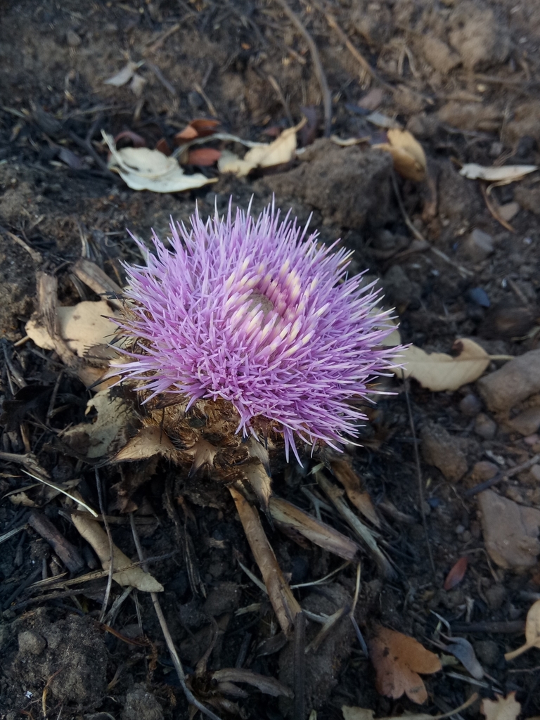 Pine Thistle from El Khroub, DZ-CO, DZ on August 28, 2021 at 08:23 AM ...