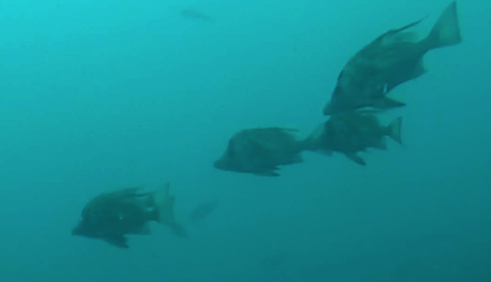 Paristiopterus labiosus (Günther, 1872)