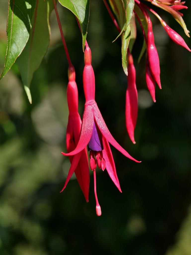 Fuchsia regia (Morro Anhangava, PR, BR) · iNaturalist