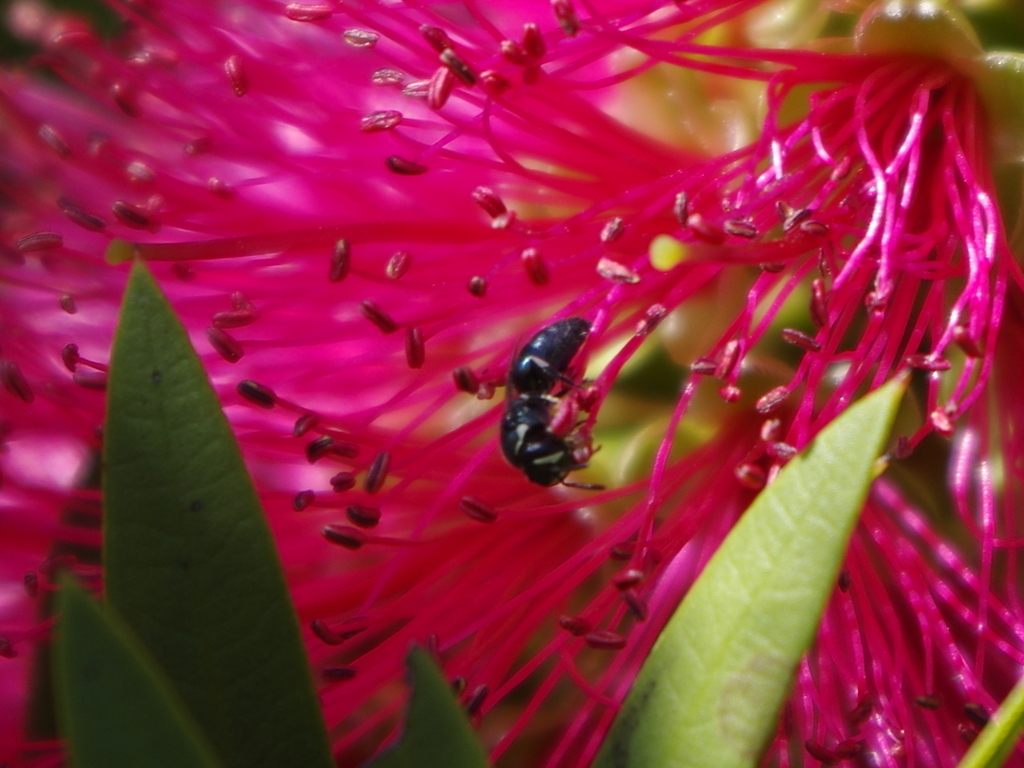 Bright-white Masked Bee from Maryborough QLD 4650, Australia on August ...