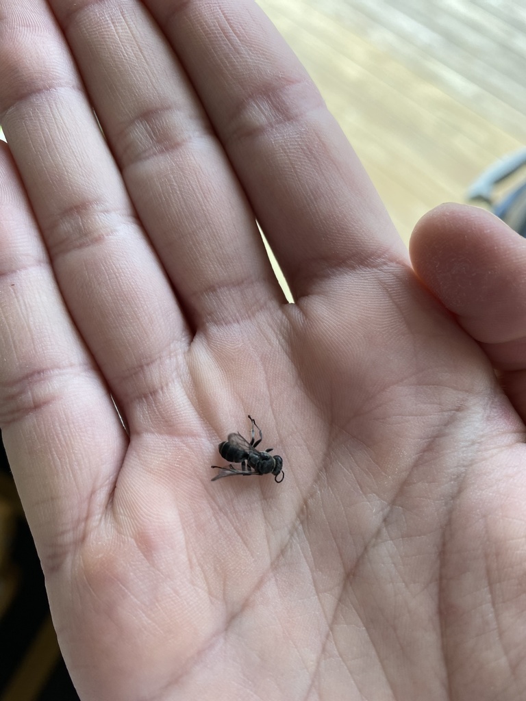 New Zealand Mason wasp from Ferndale Road, Maramarua Forest, Waikato ...