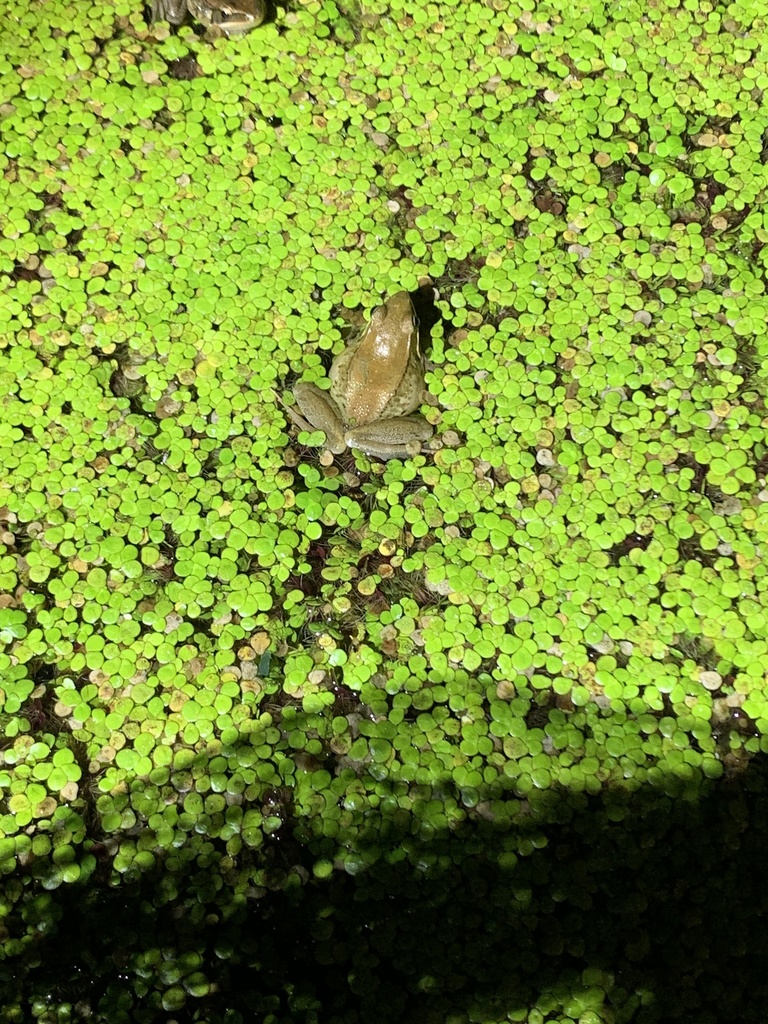 Olive Frog from 環湖路一段212巷, 大溪區, TW on August 28, 2021 at 07:09 PM by ...
