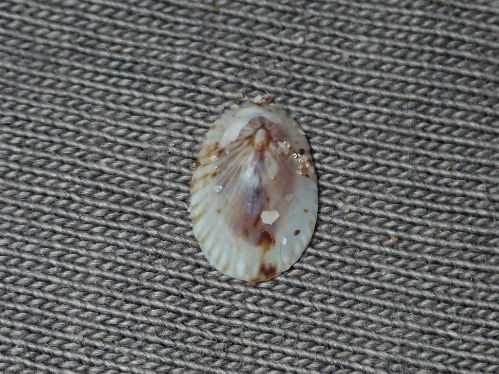 Patelloida from Mullaway Headland NSW 2456, Australia on August 30 ...