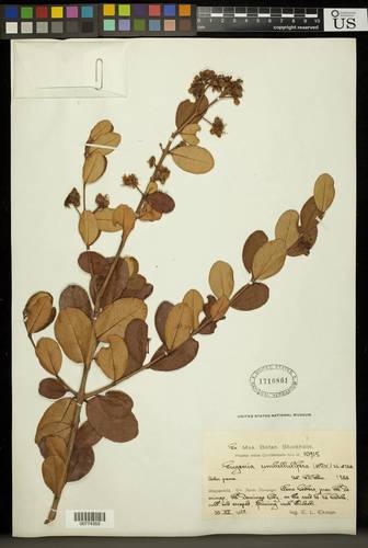 Eugenia umbellulifera · iNaturalist