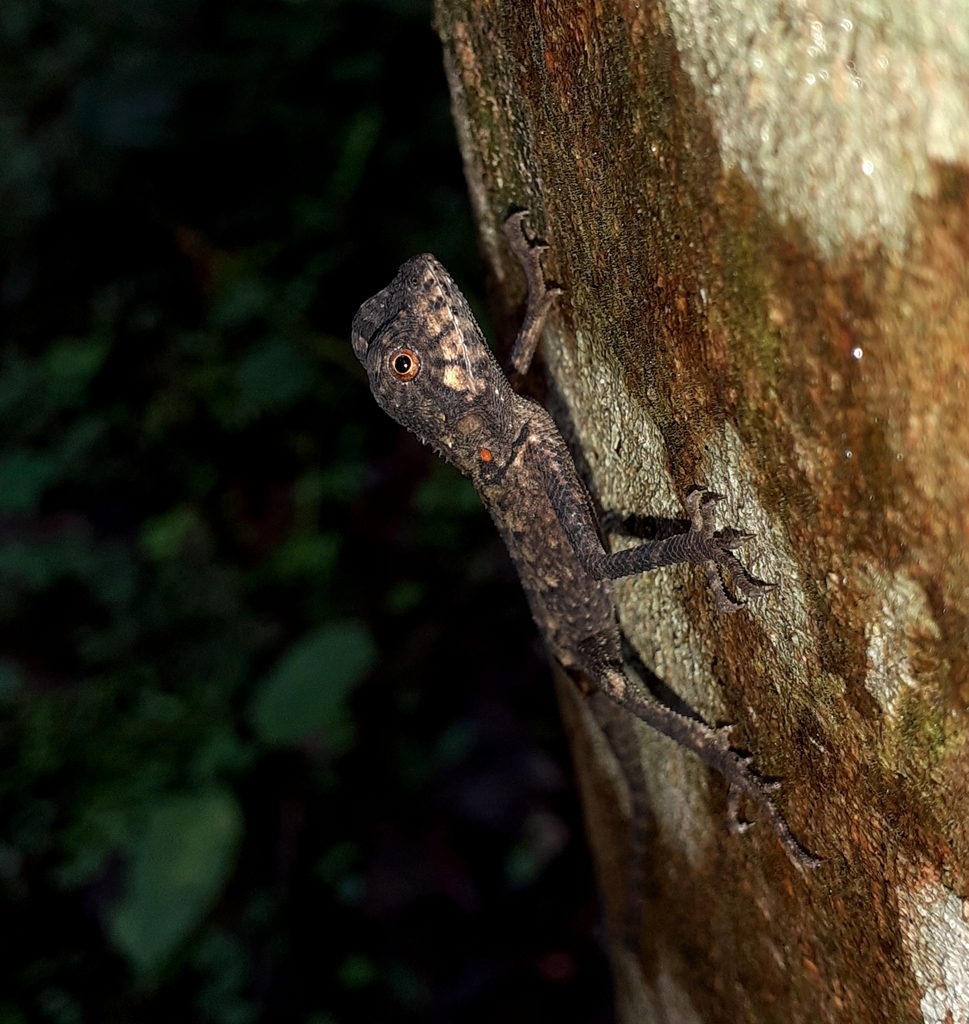 Roux's Forest Lizard from Kerala 671314, India on August 30, 2021 at 10 ...