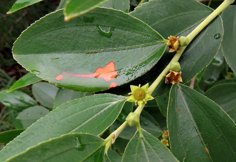 False Buffalo Thorn (Ziziphus rivularis) - Botanical Realm