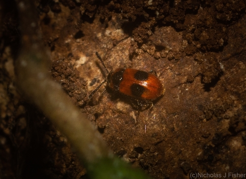 Stenotarsus parallelus · iNaturalist