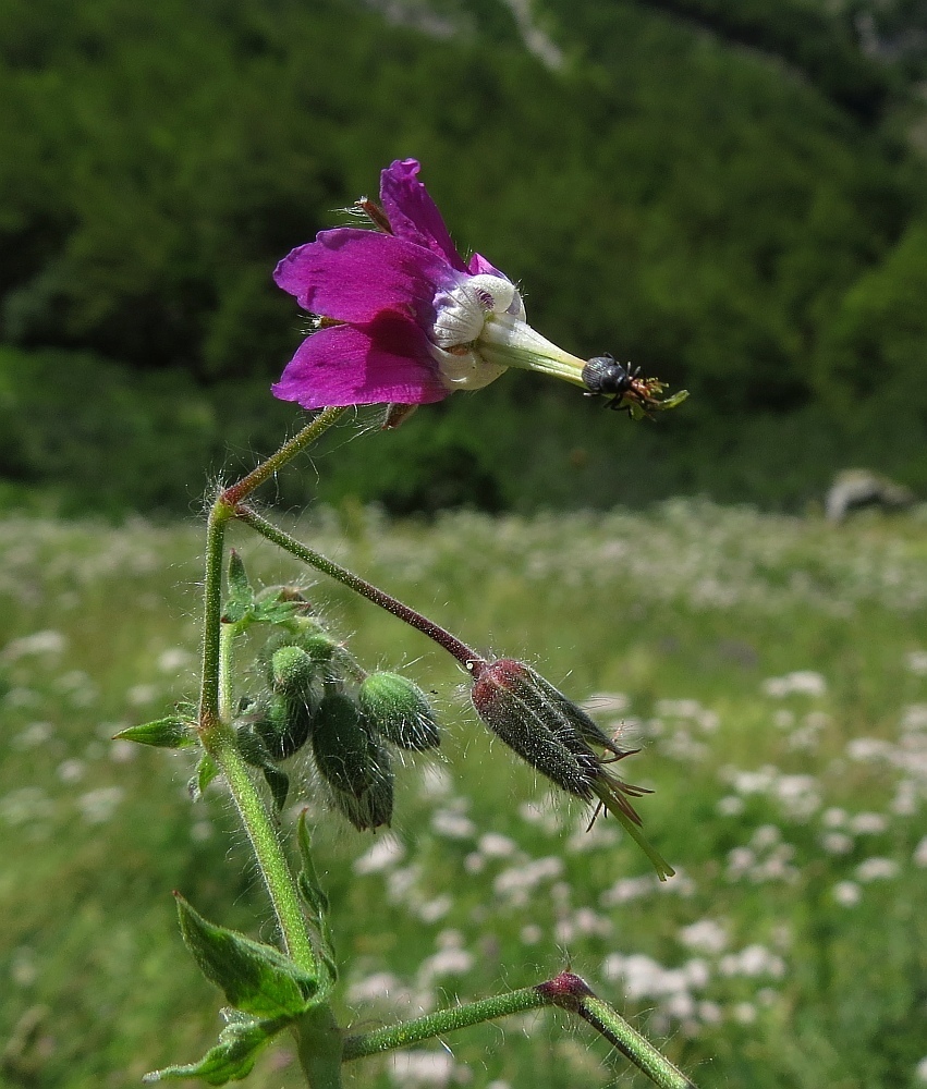 Reflexed Crane's-bill (Geranium reflexum) - Botanical Realm