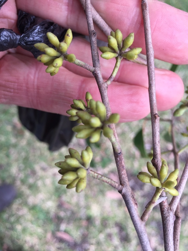 White Stringybark from Gypsy Point Road, Bangalee, NSW, AU on August 28 ...