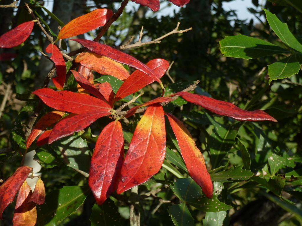Combretum kraussii (Flowers of the Sabi Sand Wildtuin) · iNaturalist