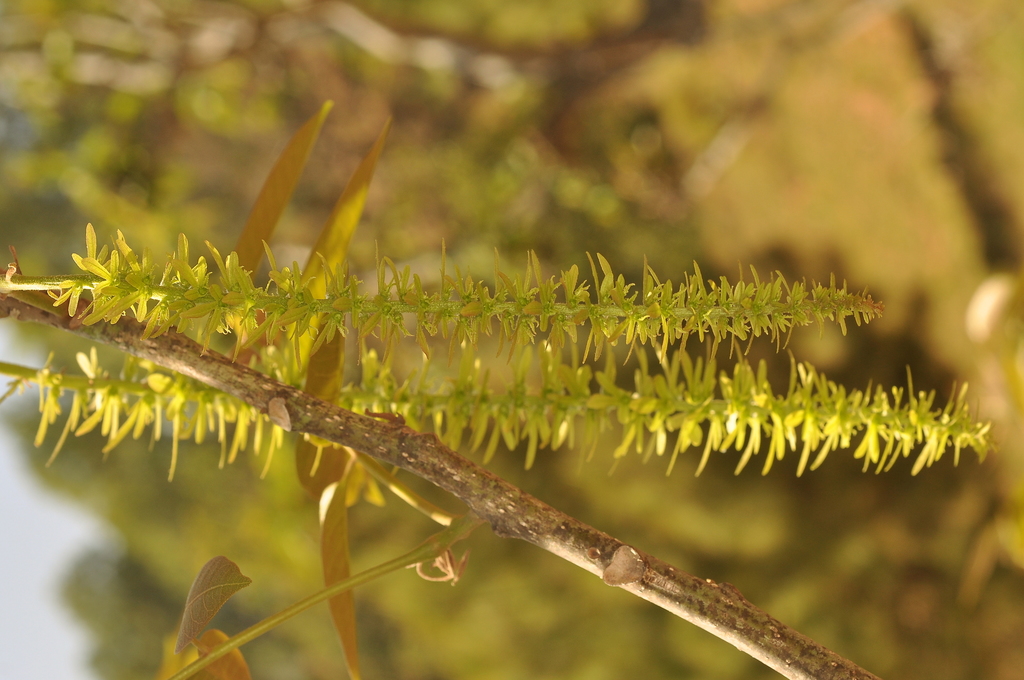 Mauwa (Flora of Chandragiri) · iNaturalist