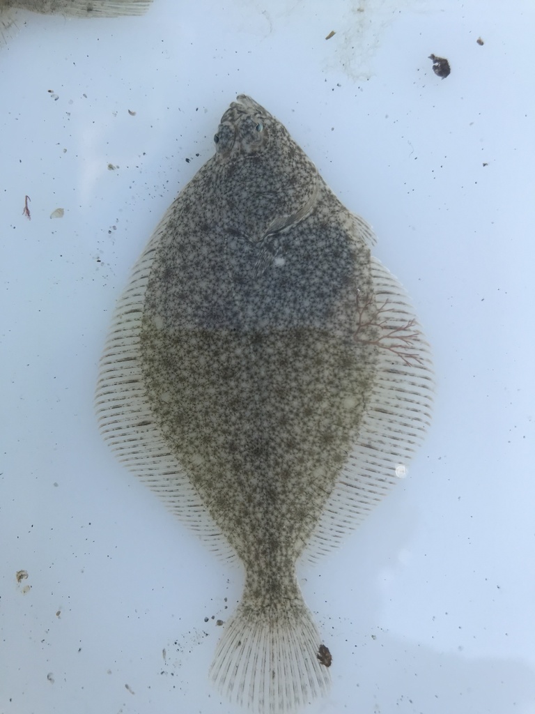 European Flounder (Platichthys flesus) - Marine Life Identification