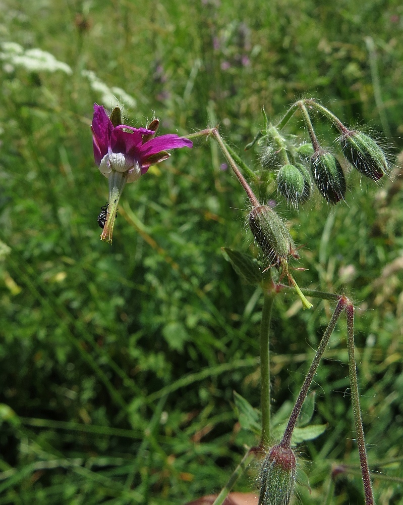 Reflexed Crane's-bill (Geranium reflexum) - Botanical Realm