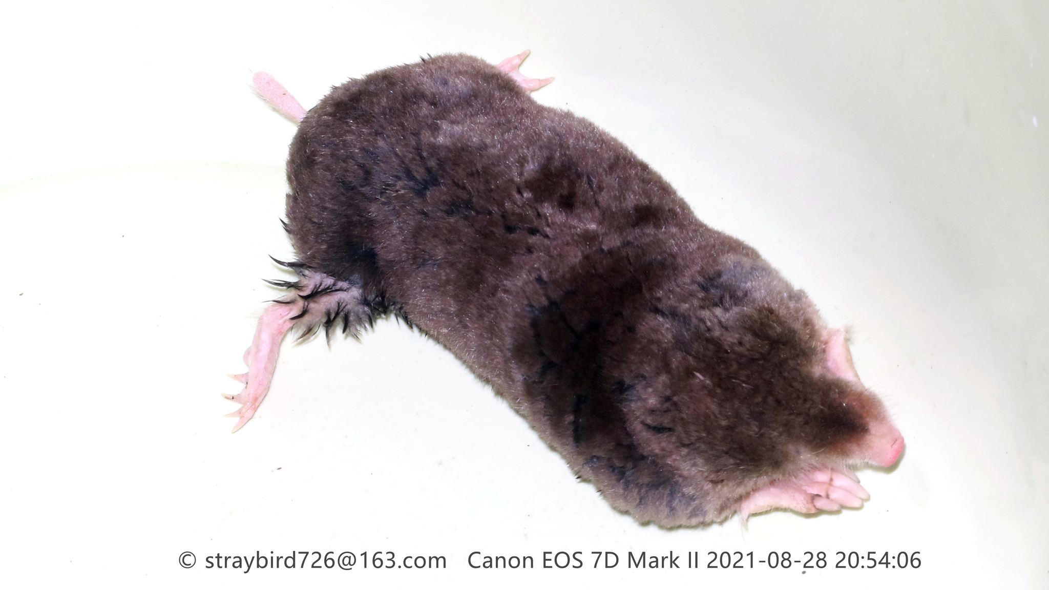 Scaptochirus moschatus Milne-Edwards, 1867