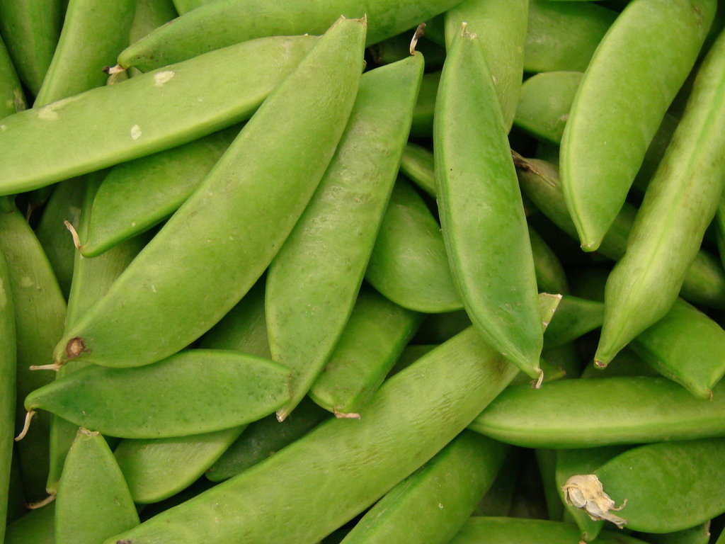 Common Pea (Pisum sativum) - Botanical Realm