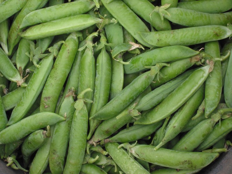 Common Pea (Pisum sativum) - Botanical Realm