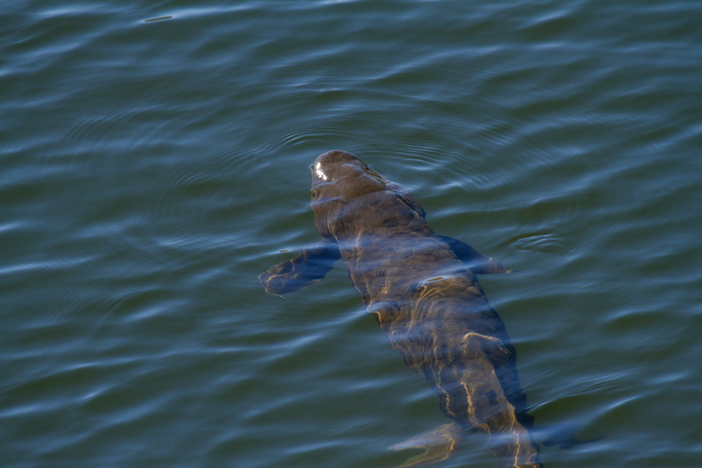 Australian Lungfish from Alf Williams bridge on September 18, 2015 at ...