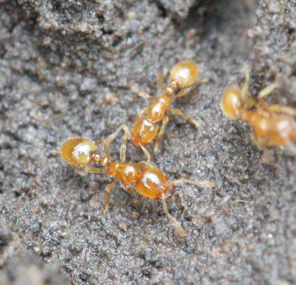 Yellow Fire Ant from Cathedral Peak, KwaZulu-Natal Drakensberg, South ...