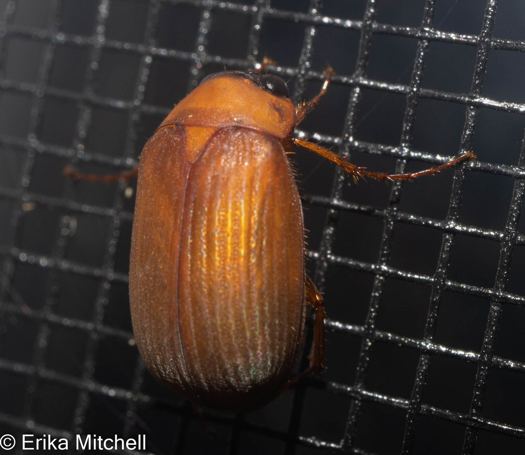 Asiatic Garden Beetle from Washington, Vermont, United States on June ...