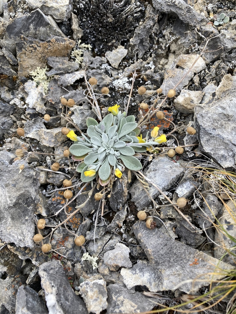 Arctic Bladderpod from Grønlands Nationalpark, Østgrønland, GL on ...