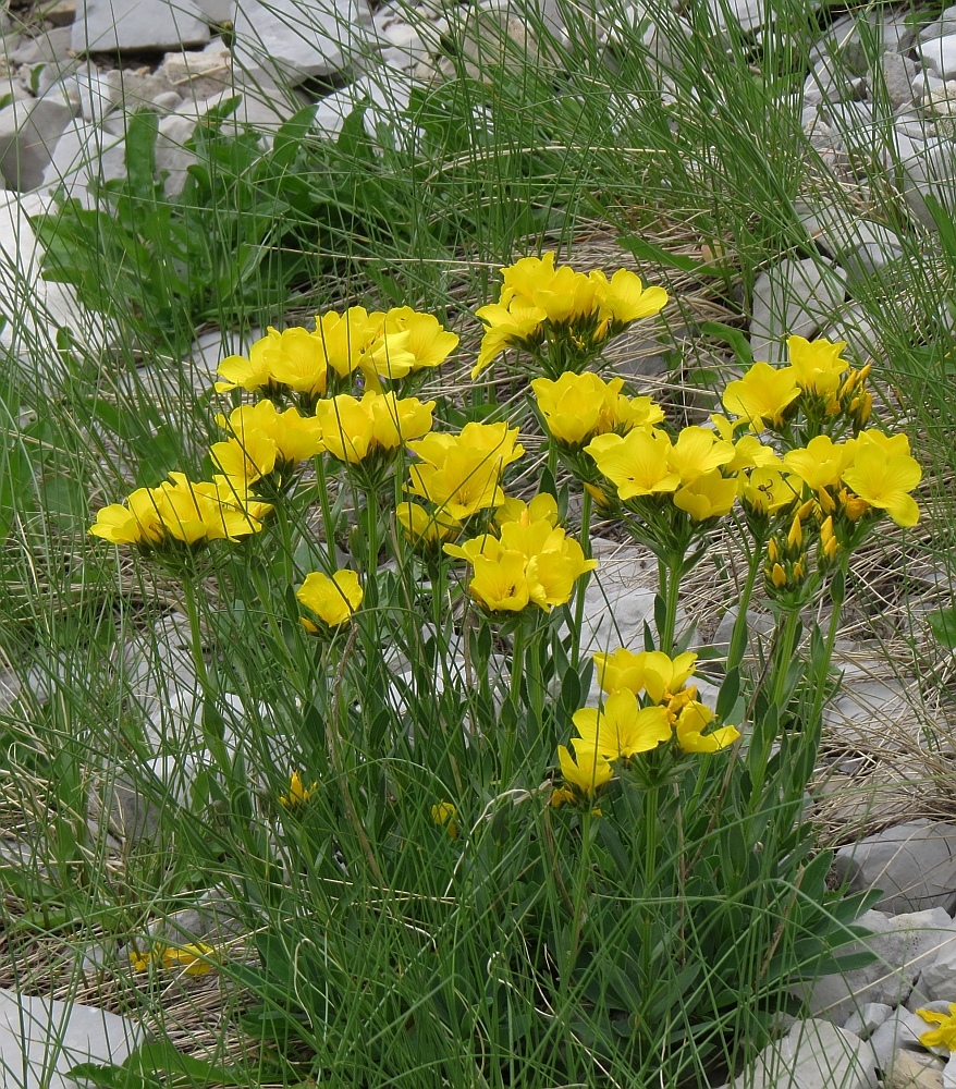 Linum capitatum Schult.