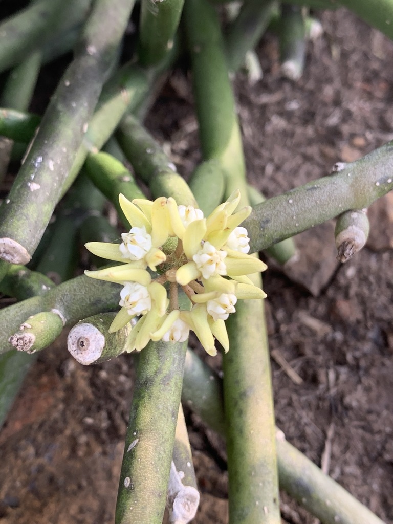 Caustic Vine from Lubombo Region, Eswatini on December 18, 2019 at 05: ...