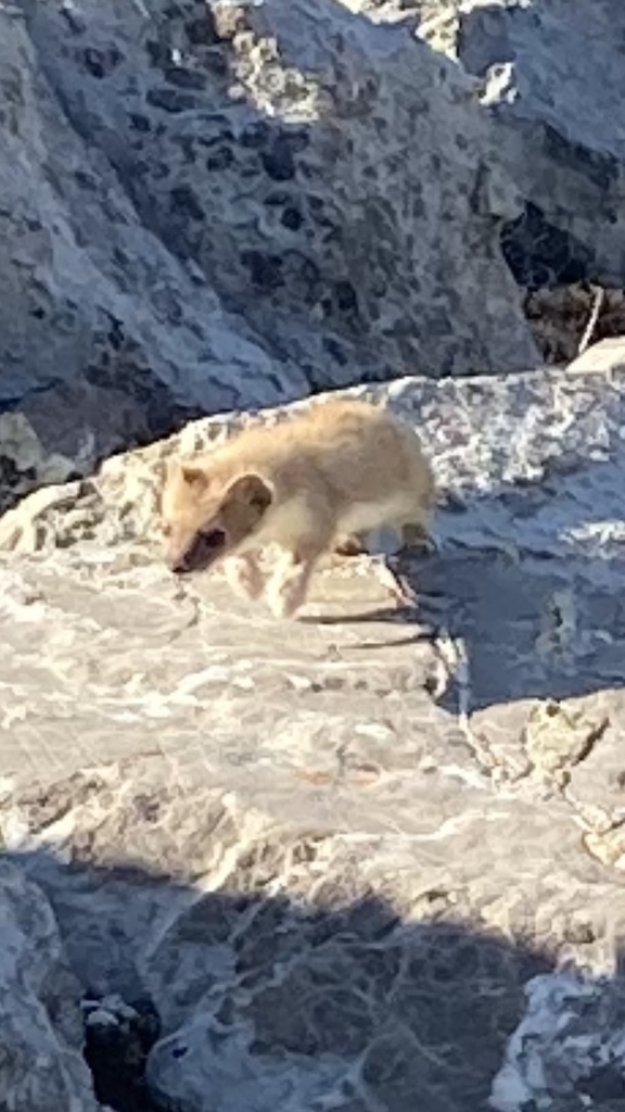 Polar Stoat (Mustela erminea polaris) - Know Your Mammals