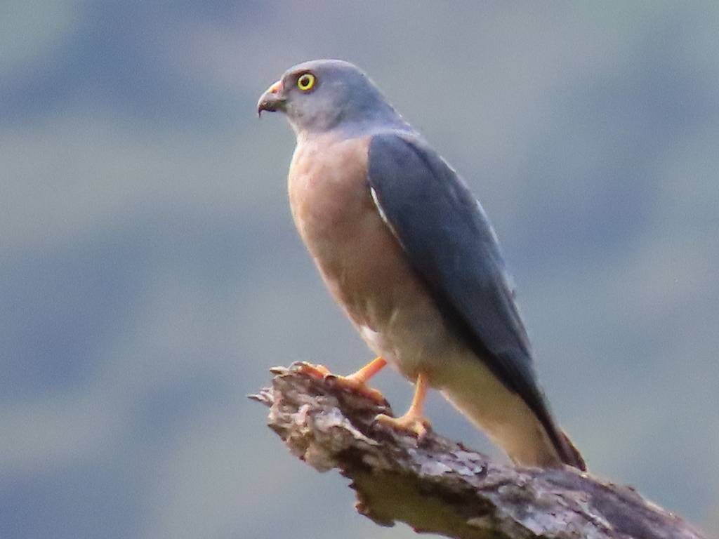 Chinese Sparrowhawk in August 2021 by benny-lin · iNaturalist