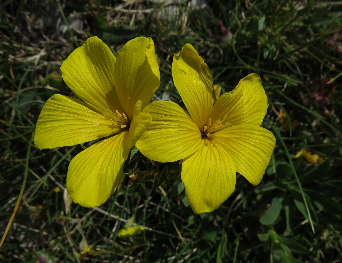 Linum capitatum Schult.