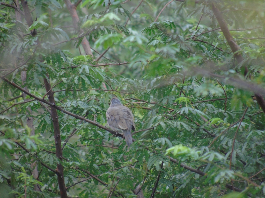 Plain-breasted Ground Dove from Jequié on October 6, 2017 at 10:03 AM ...