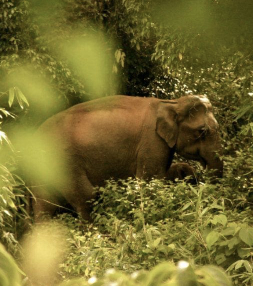 Indian Elephant in September 2019 by ratikasingh · iNaturalist