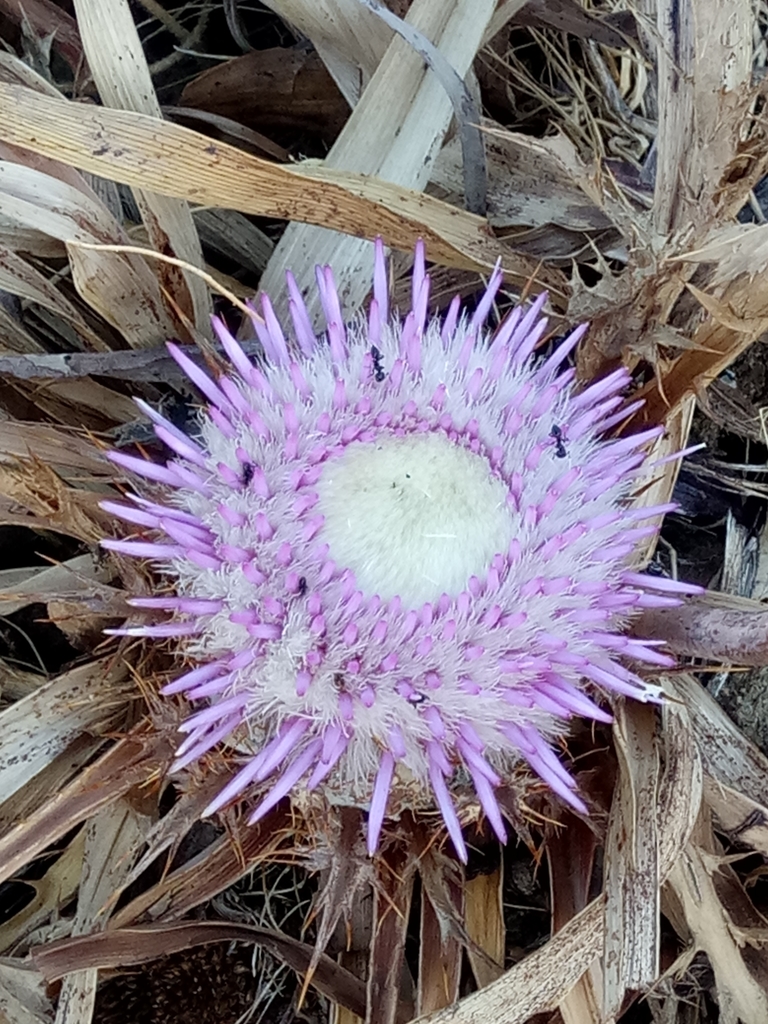 Pine Thistle from El Khroub, DZ-CO, DZ on August 28, 2021 at 07:11 AM ...