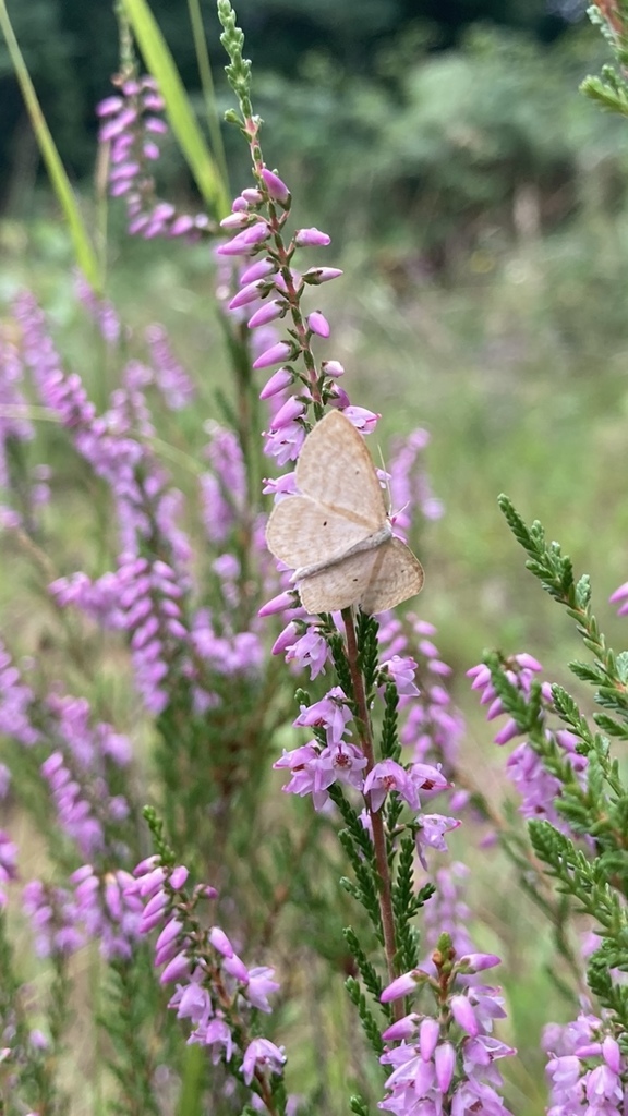 Lesser Cream Wave from Bratina, Pisarovina, County of Zagreb, HR on ...