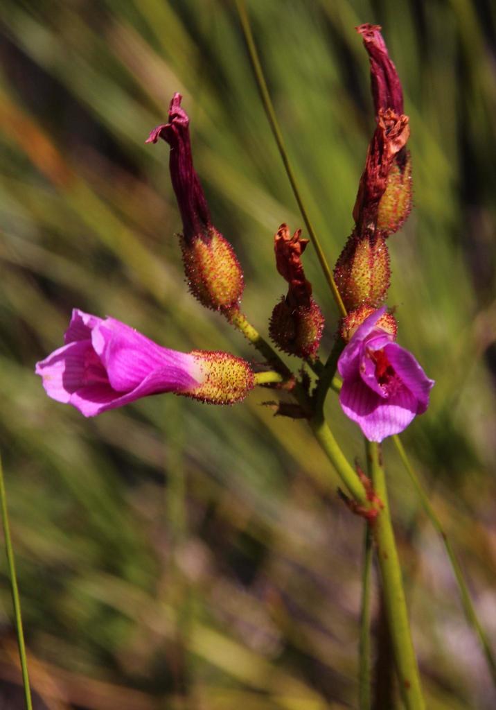 King Sundew (Drosera regia) (Sundews and allies in southern Africa ...