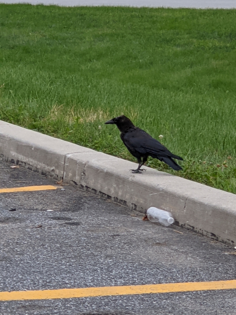 Crows and Ravens from Mountville, PA 17554, USA on August 29, 2021 at ...