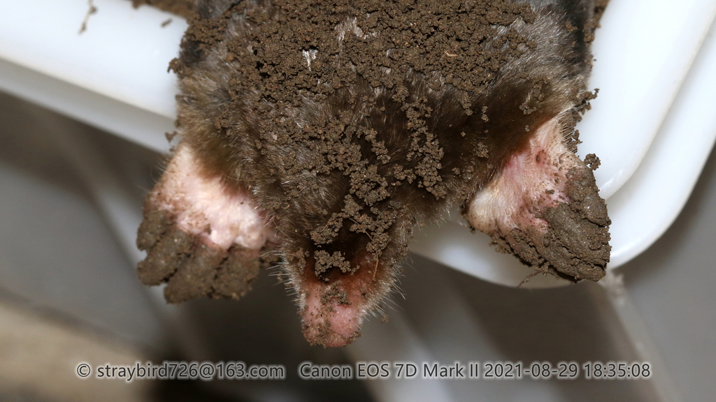 Short-faced Mole (Scaptochirus moschatus) - Know Your Mammals