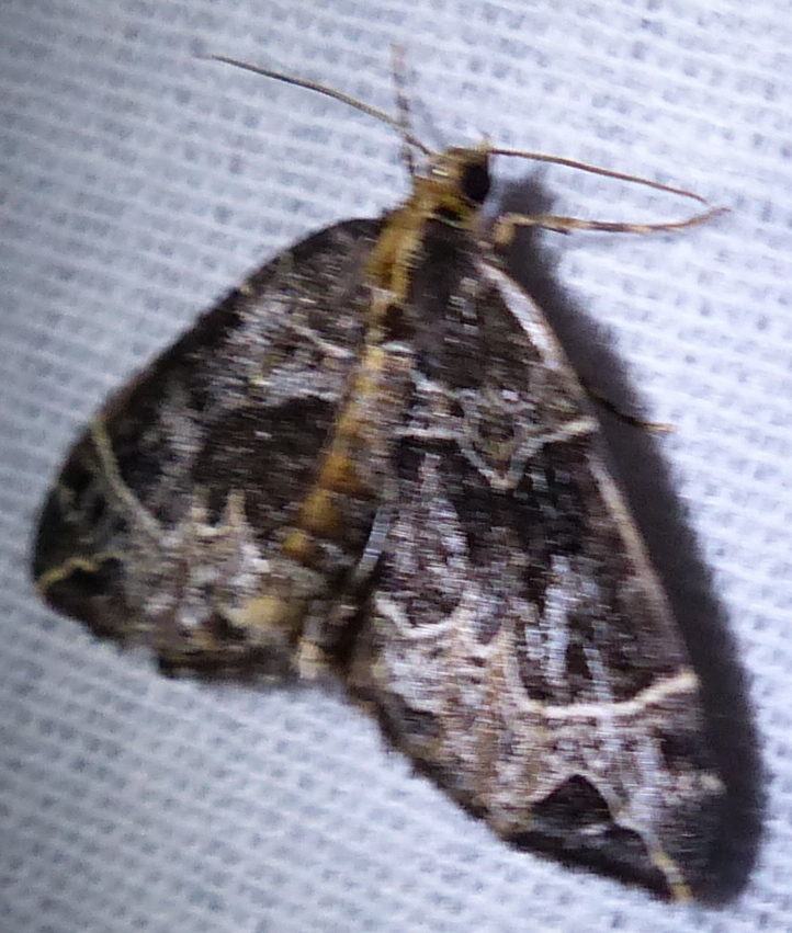 Small Phoenix from Wayne County, PA, USA on August 28, 2021 at 09:50 PM ...