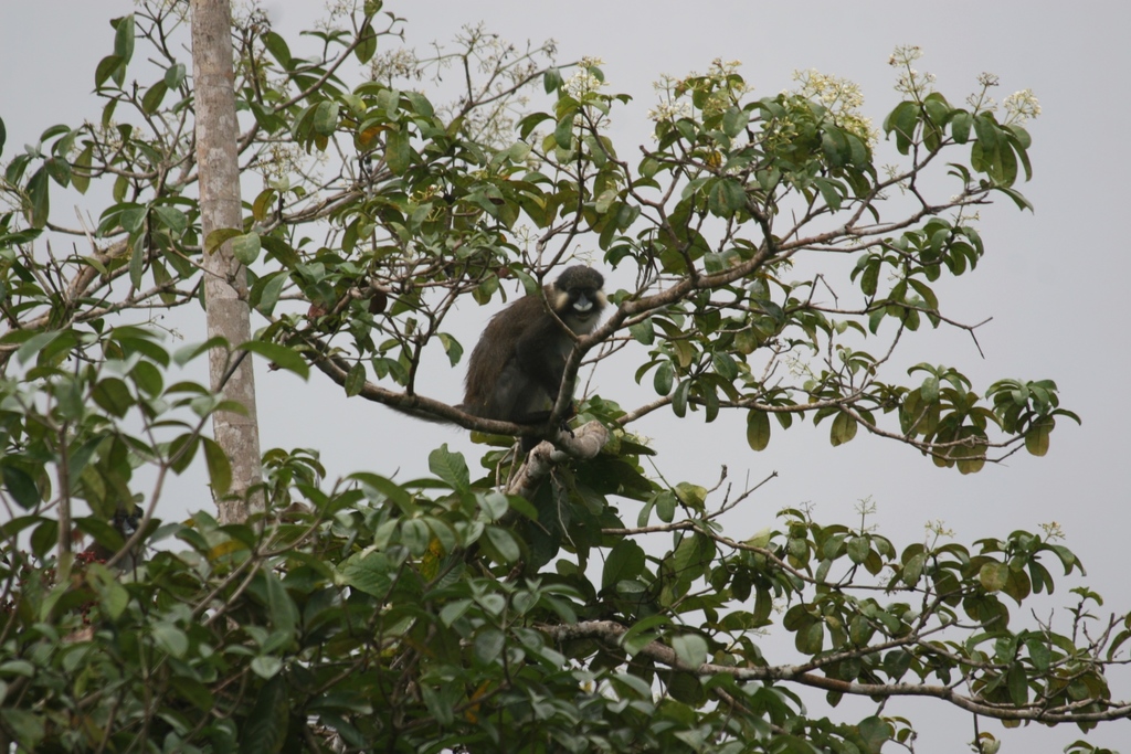Grey-tailed Moustached Monkey in October 2007 by Lucy Keith-Diagne ...