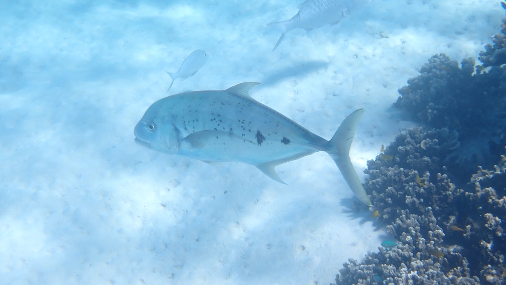 Yellow Spotted Trevally from Exmouth, WA, Australia on August 4, 2021 ...