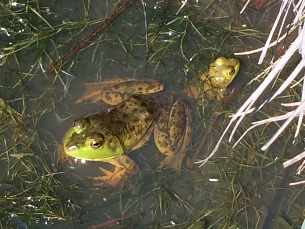 American Bullfrog from Acadia National Park, Bar Harbor, ME, US on ...