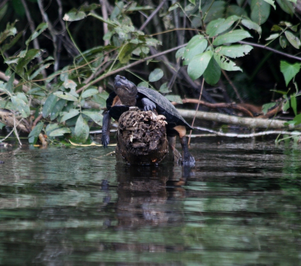 West African Black Forest Turtle in February 2009 by Lucy Keith-Diagne ...