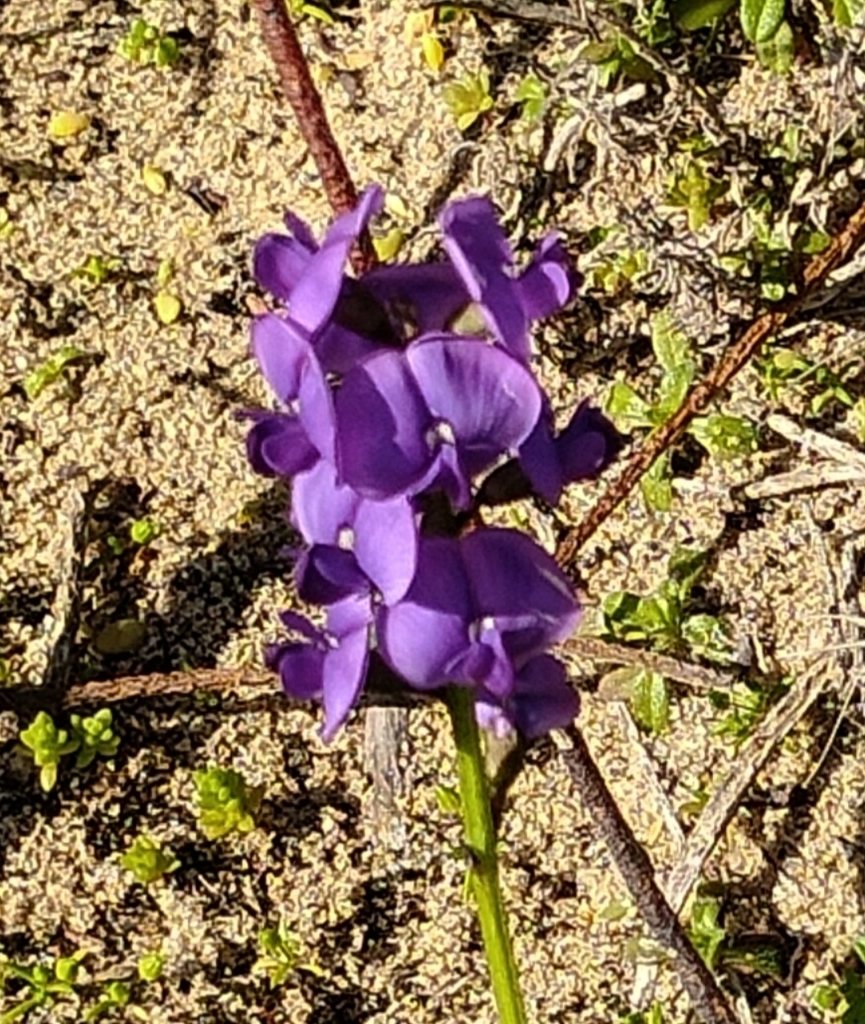 Swainsona lessertiifolia from Blairgowrie VIC 3942, Australia on August ...