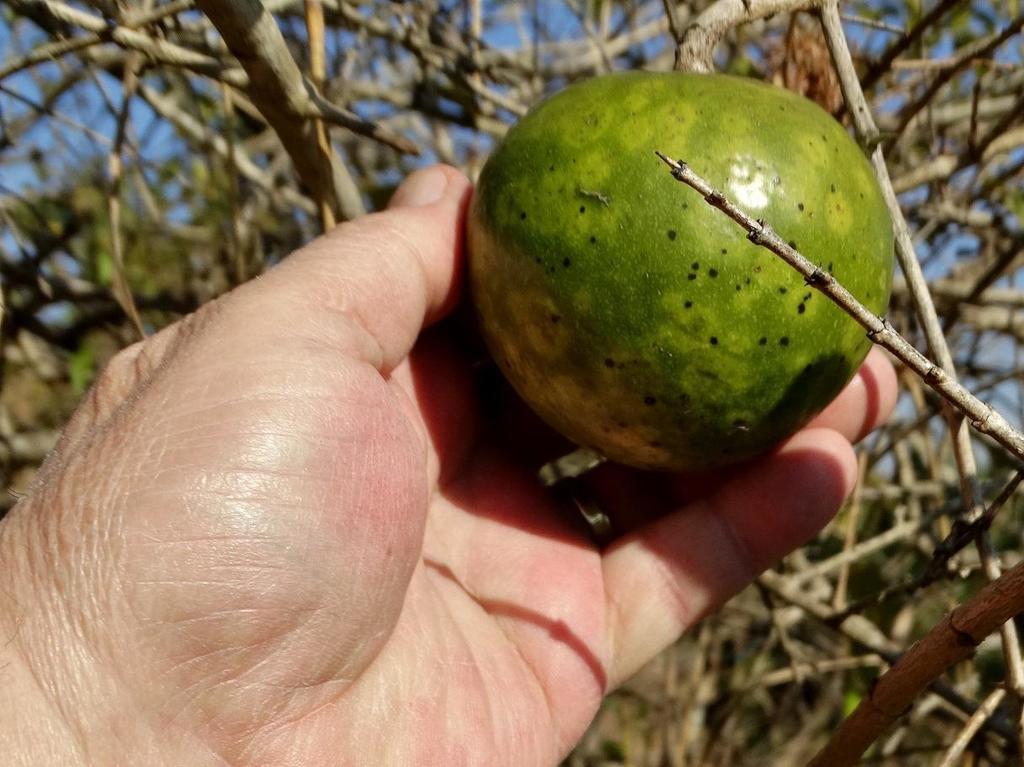 Spiny monkey orange from TC Robertson Grassland Trail on June 22, 2014 ...