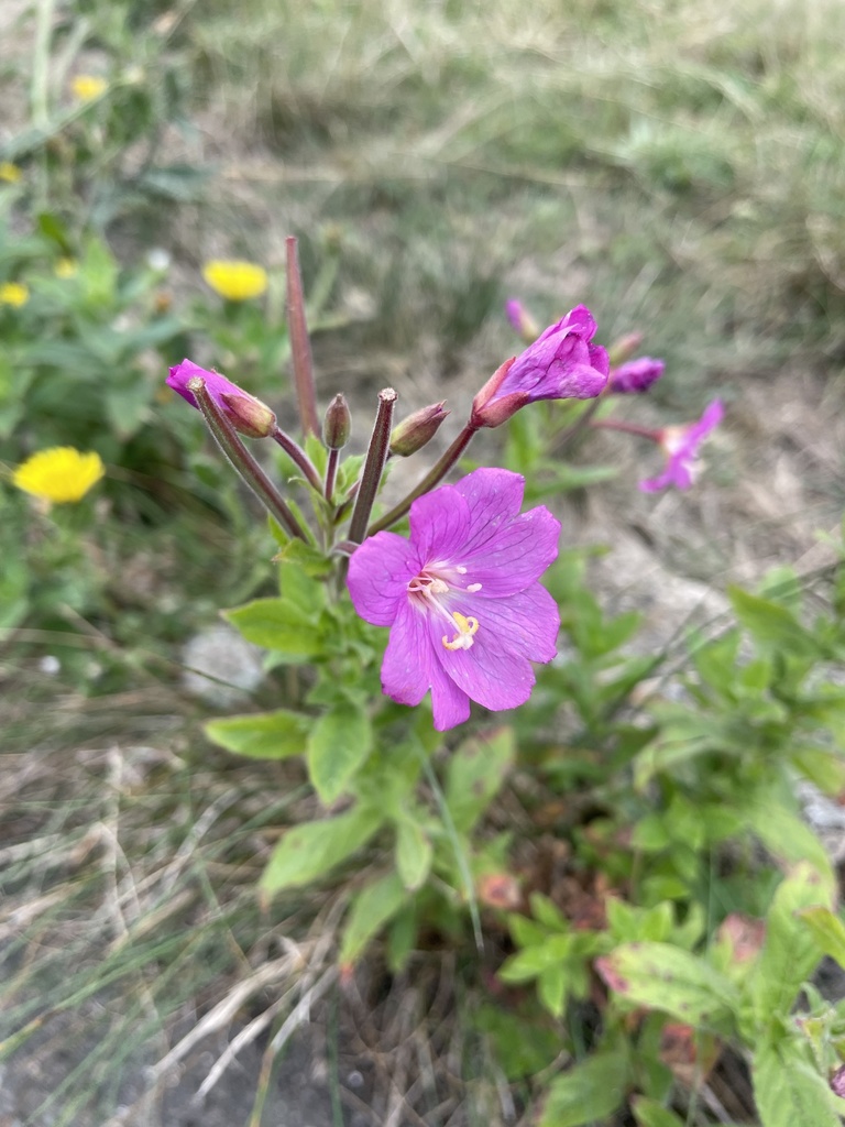 Great Willowherb from Southoe and Midloe, Huntingdon, England, GB on ...
