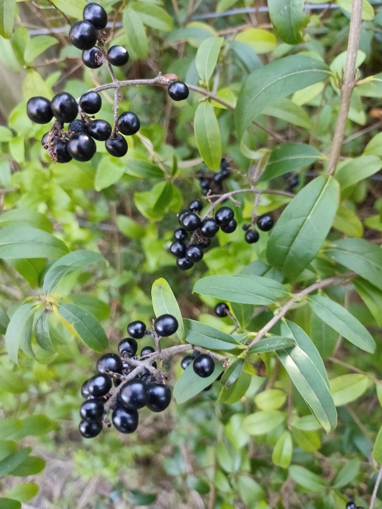 Common Privet from Blairgowrie VIC 3942, Australia on August 28, 2021 ...