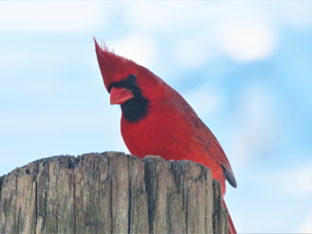 Northern Cardinal from Three Bridges Rd, Woolwich, ON N0B, Canada on ...