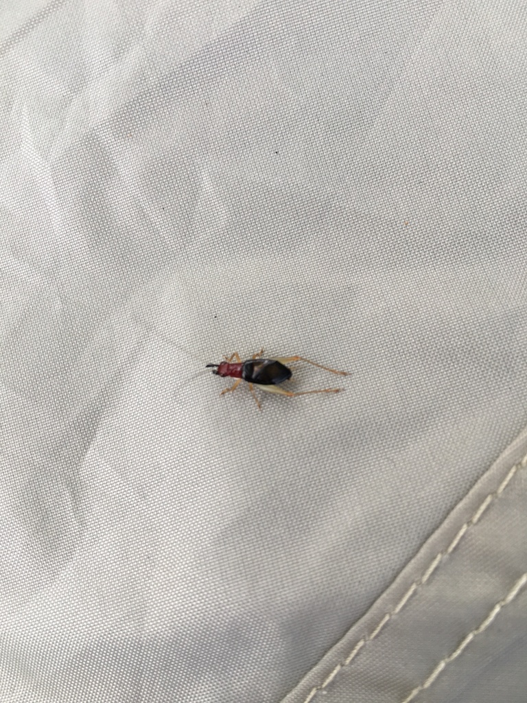 Red-headed Bush Cricket from Macri Ave, Harrison, NY, US on August 30 ...